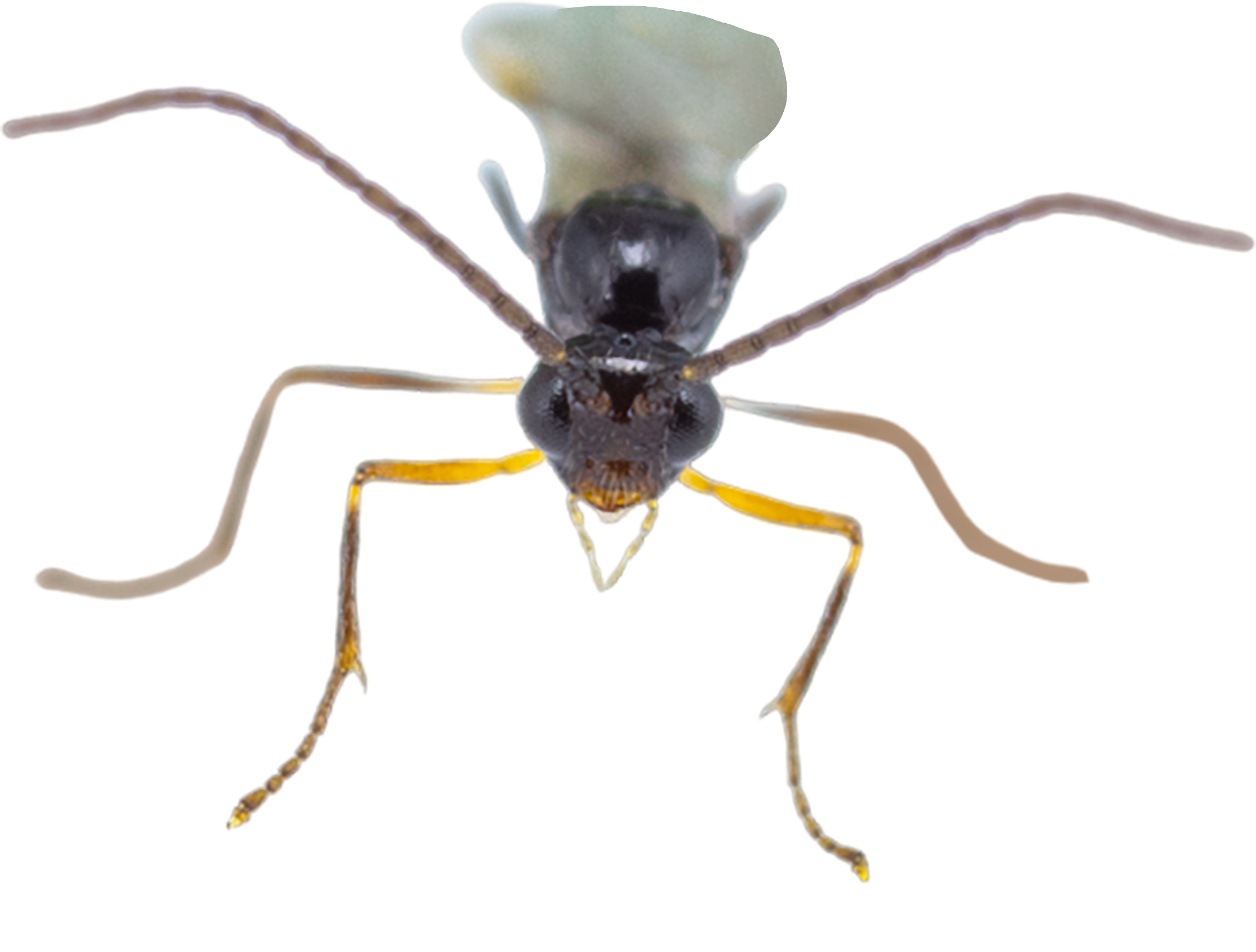 Aphidius colemani - Anatis Bioprotection