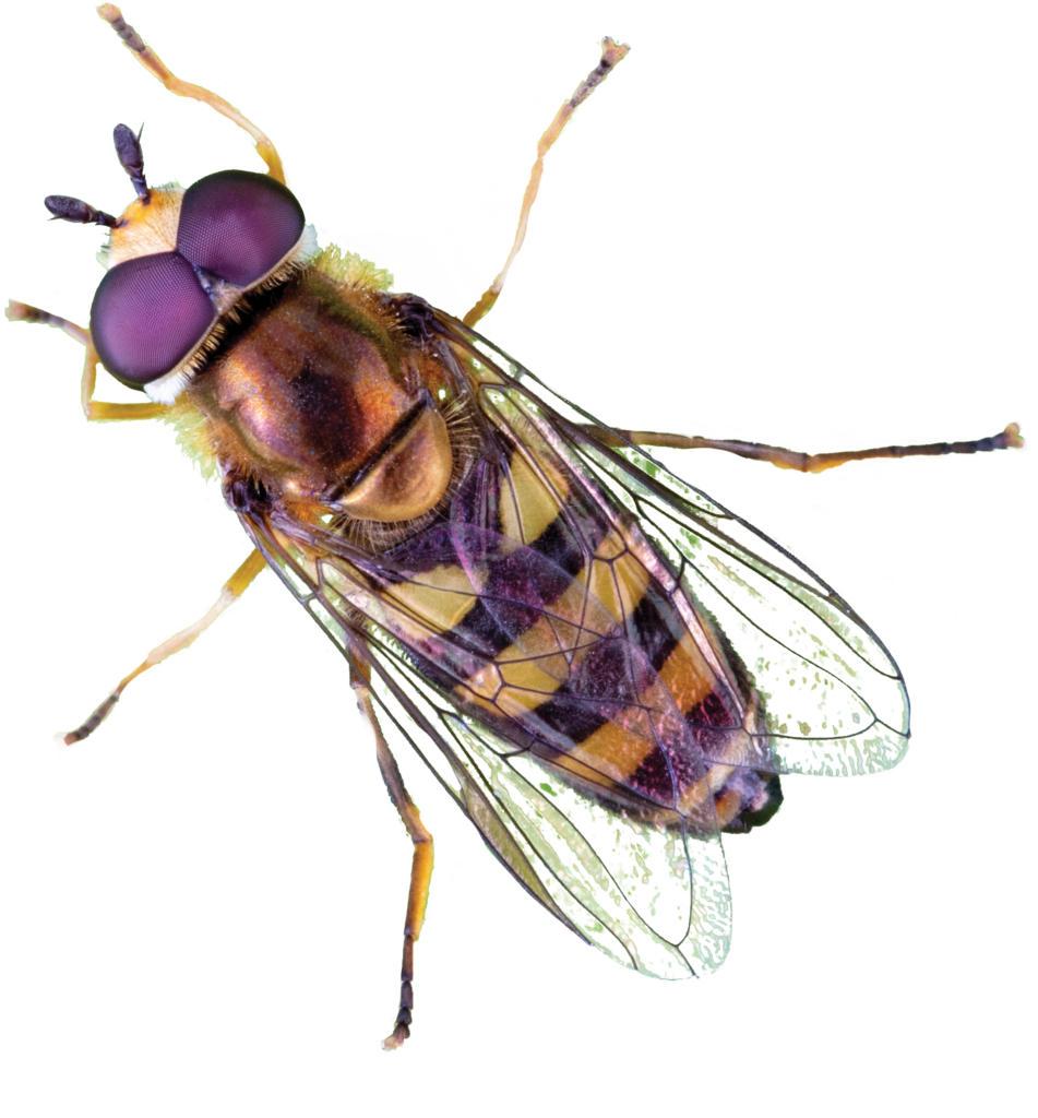 Amblyseius swirskii - Anatis Bioprotection