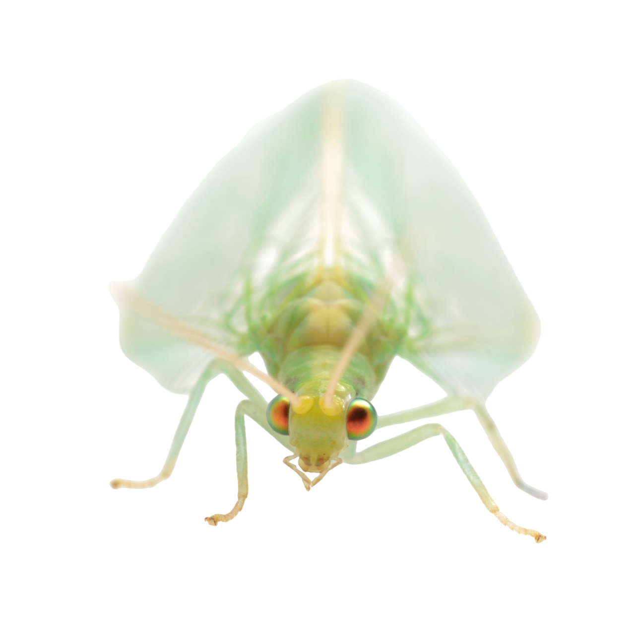 Chrysoperla carnea - Anatis Bioprotection