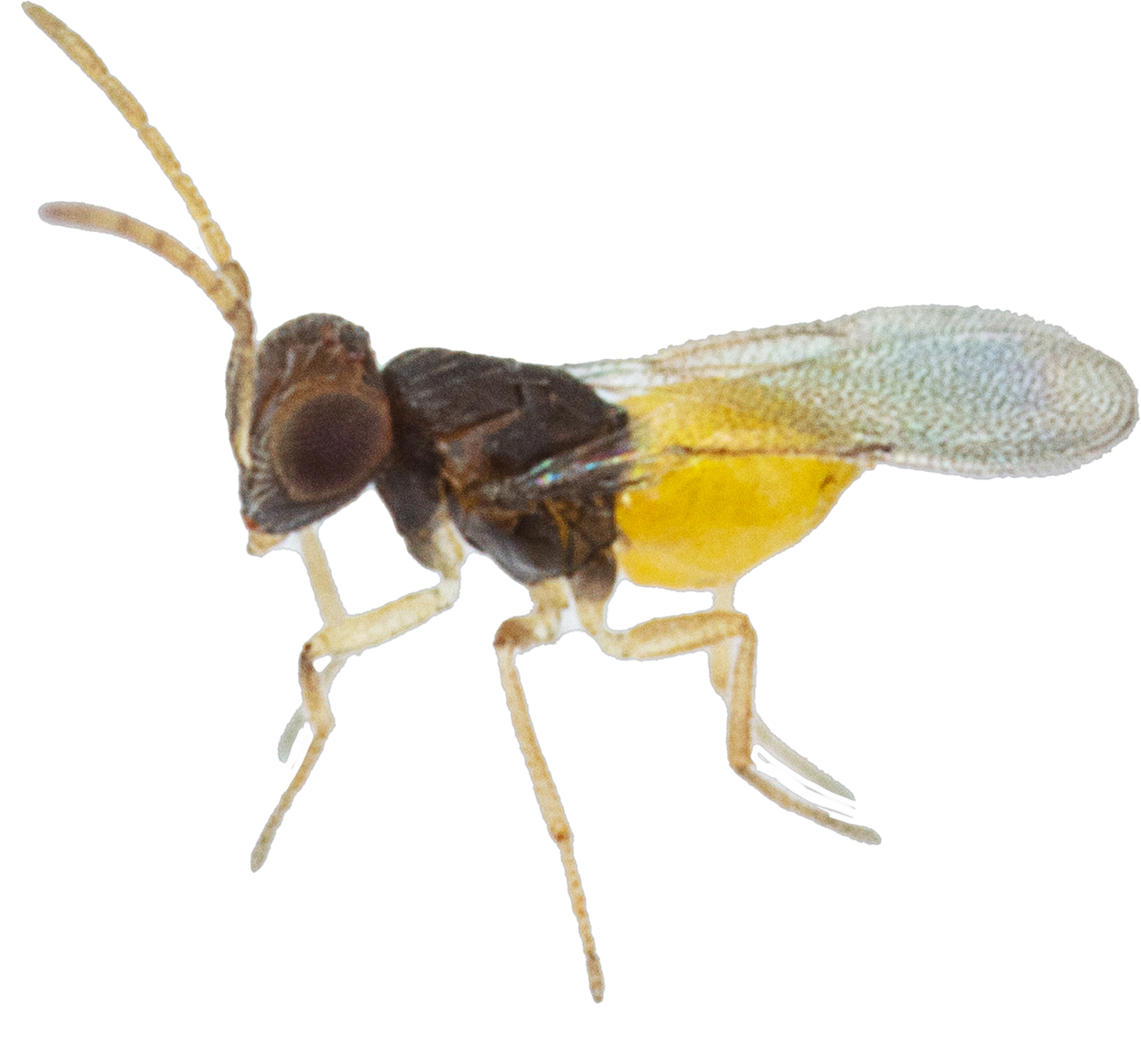 Encarsia formosa - bulk - Anatis Bioprotection