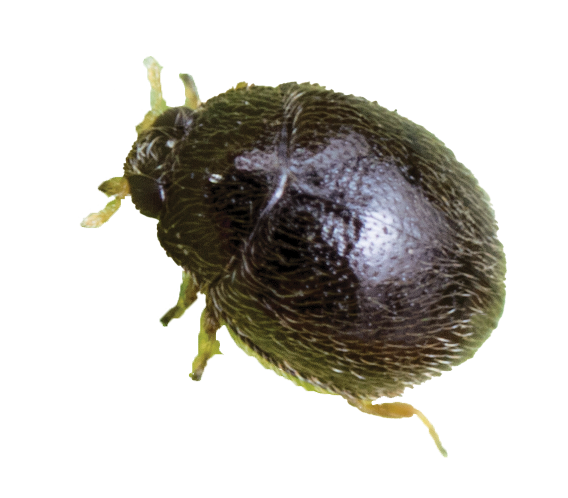 Stethorus punctillum - Anatis Bioprotection