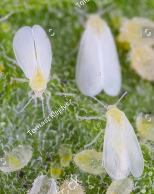 Aleurodes - Anatis Bioprotection