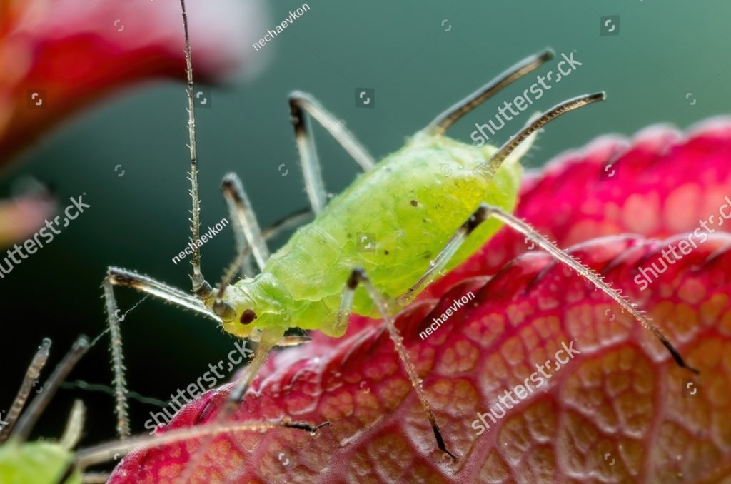 Pest Identification Guide - Anatis Bioprotection