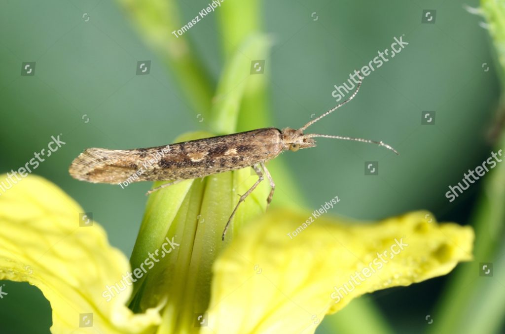 Crucifer Caterpillars - Anatis Bioprotection