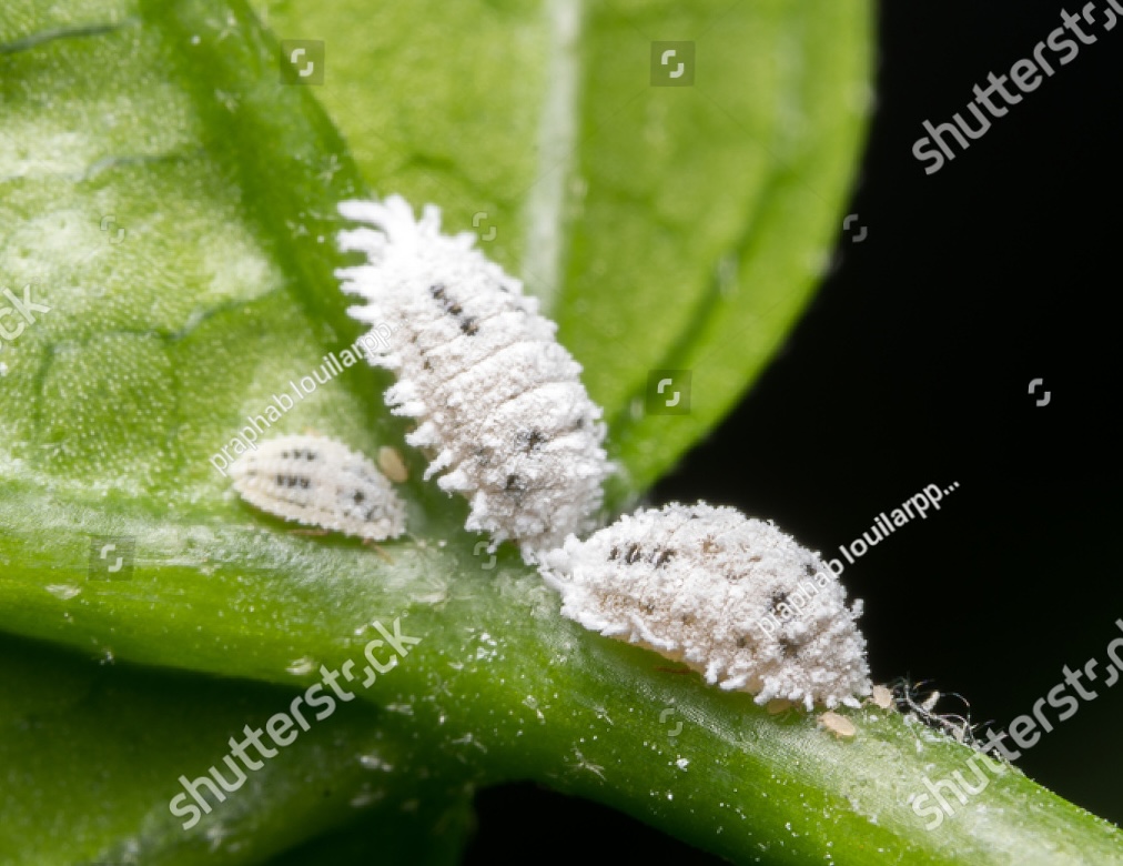 Pest Identification Guide - Anatis Bioprotection