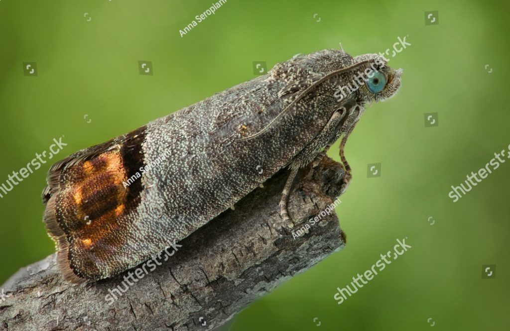 Codling Moth - Anatis Bioprotection